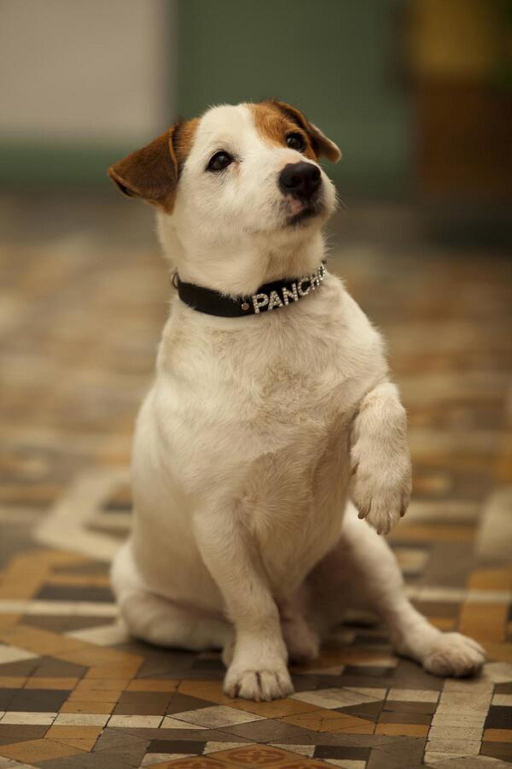 Patricia Conde, la pérfida compañera del millonario perro Pancho