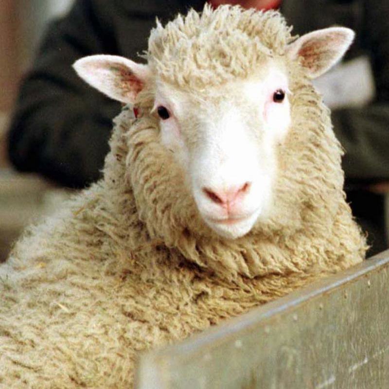 El creador de la oveja Dolly anuncia que abandona su técnica de ...