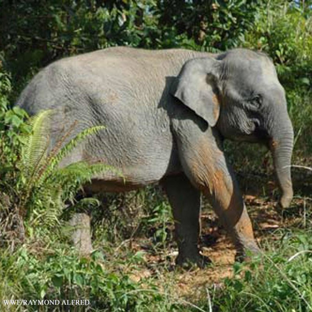 Los cazadores furtivos diezman el último santuario de elefantes de ...
