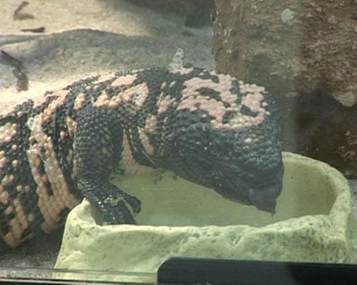 El Museo de la Ciencia de Valladolid muestra unos 30 animales venenosos ...