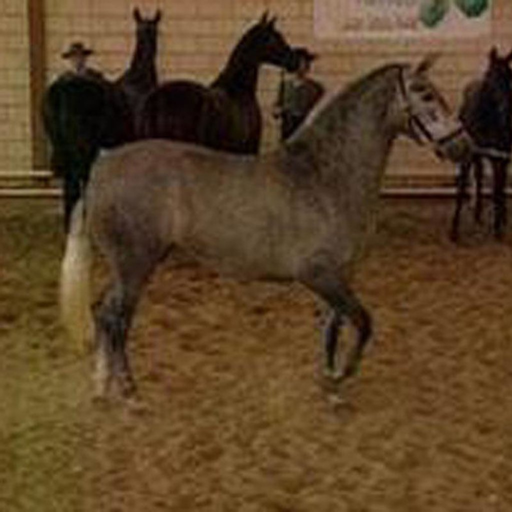 Secuenciado el genoma del caballo doméstico