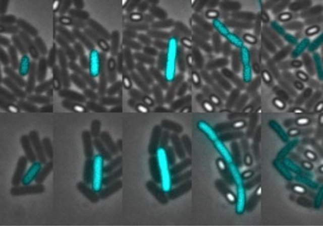 Bacterias multirresistentes causas 25.000 muertes anuales en la UE