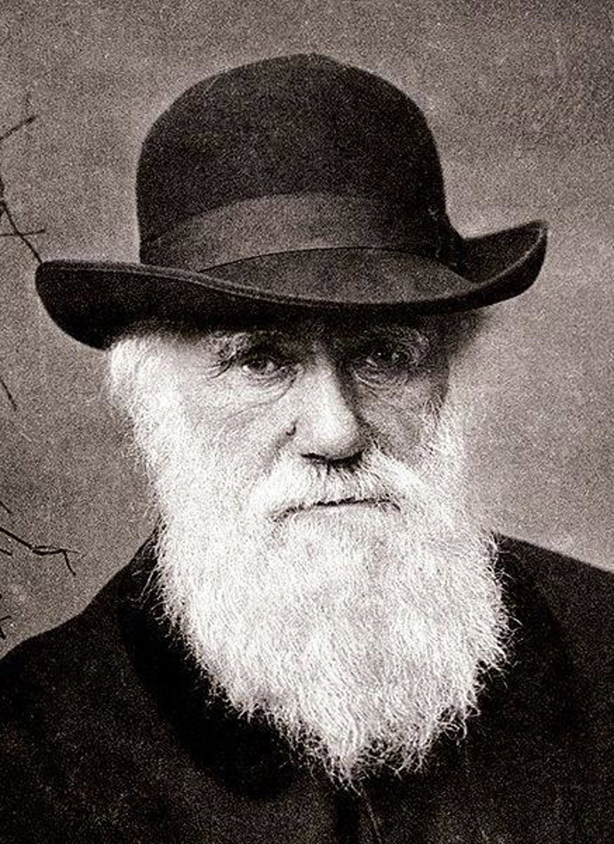  El Origen De Las Especies De Darwin Cumple 150 A os