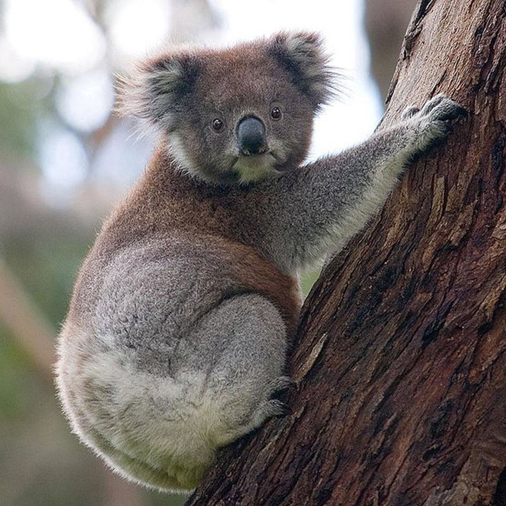 El koala ancestral no se alimentaba sólo con hojas de eucalipto