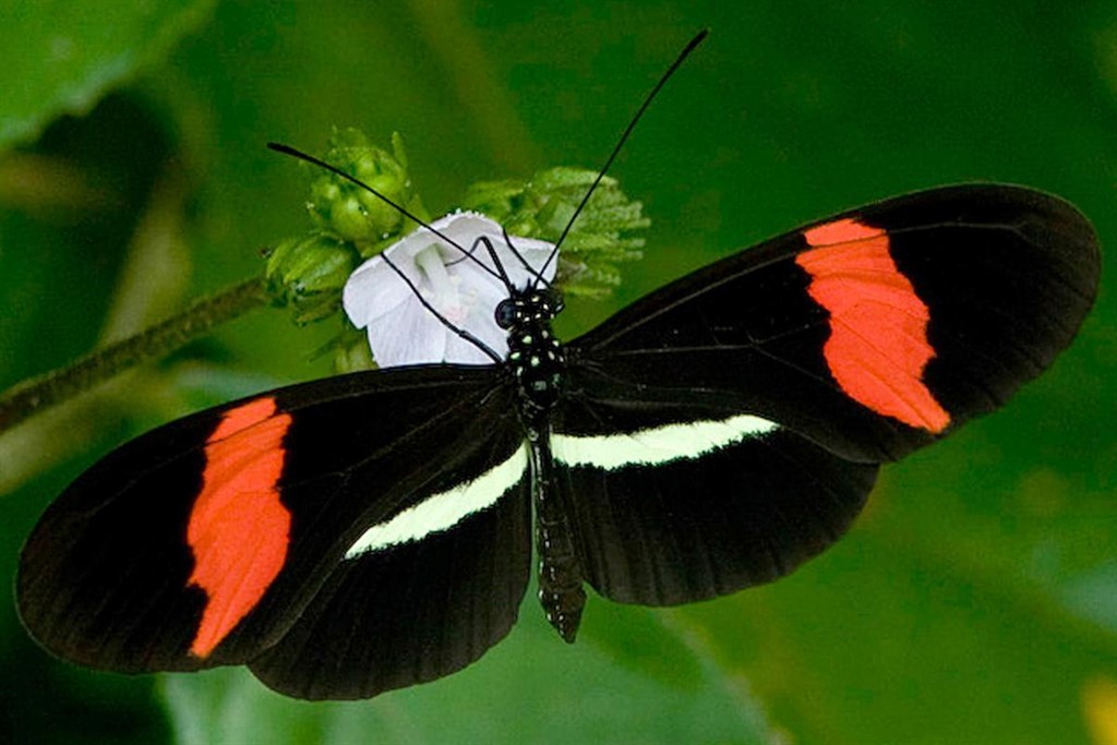 La visión de las mariposas está relacionada con la coloración de sus alas