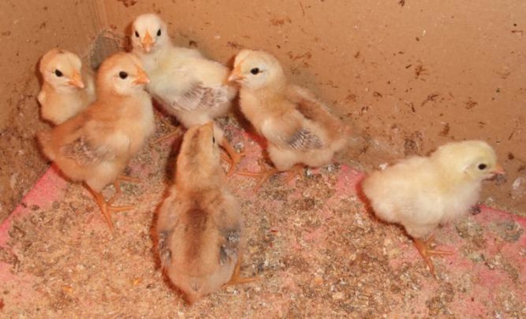 Desvelan las bases genéticas de la domesticación del pollo