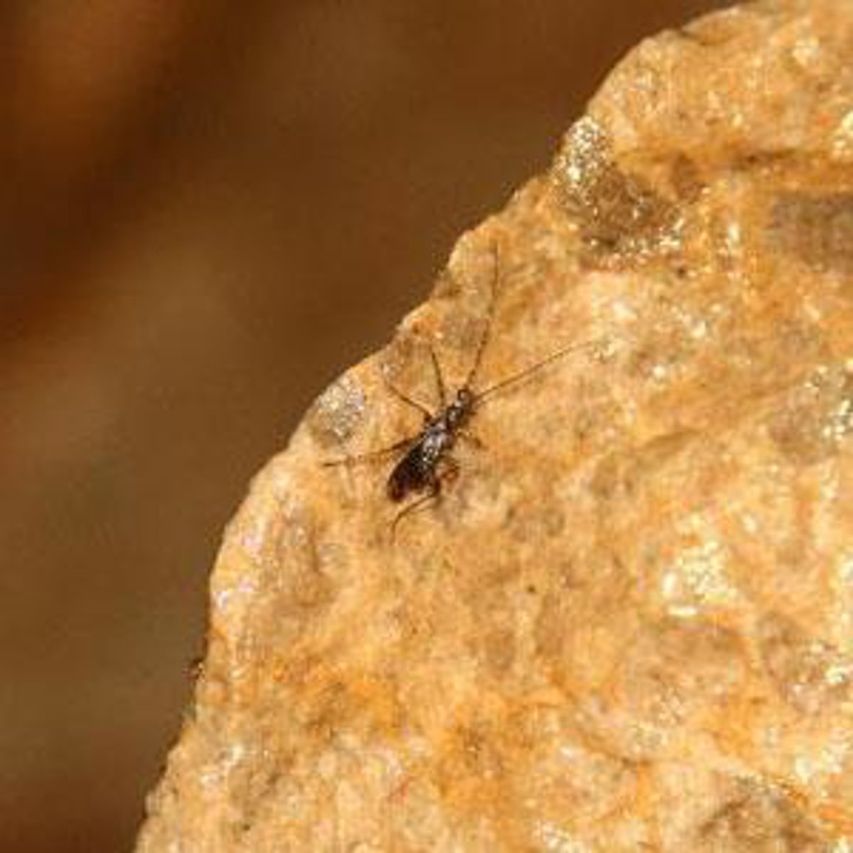 Aparece una nueva especie de insecto única en el mundo