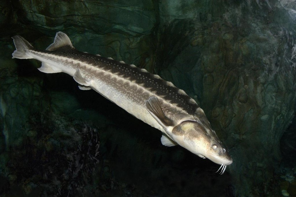 El esturión tiene un 85% de posibilidades de extinguirse