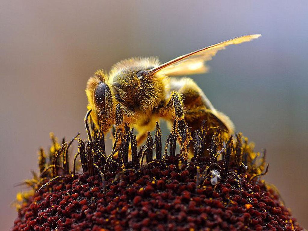 Las abejas ven en color también mientras vuelan