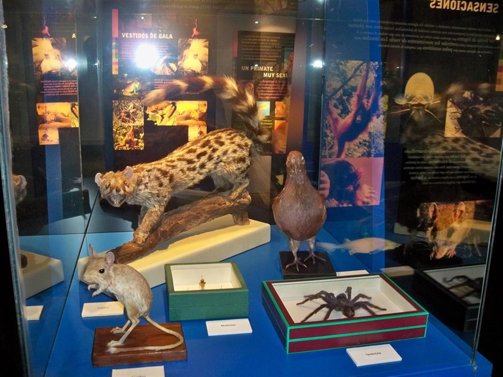 'Cubiertas animales' muestra en Valladolid las estructuras ...