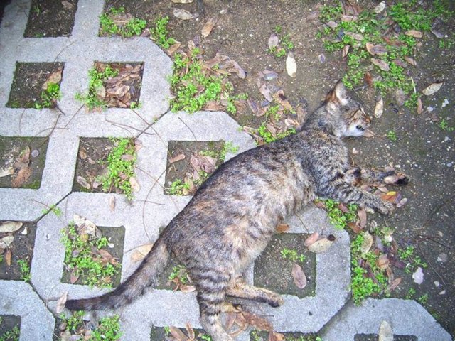 Hallan el cadáver de 15 gatos en el distrito de Sant Andreu de Barcelona