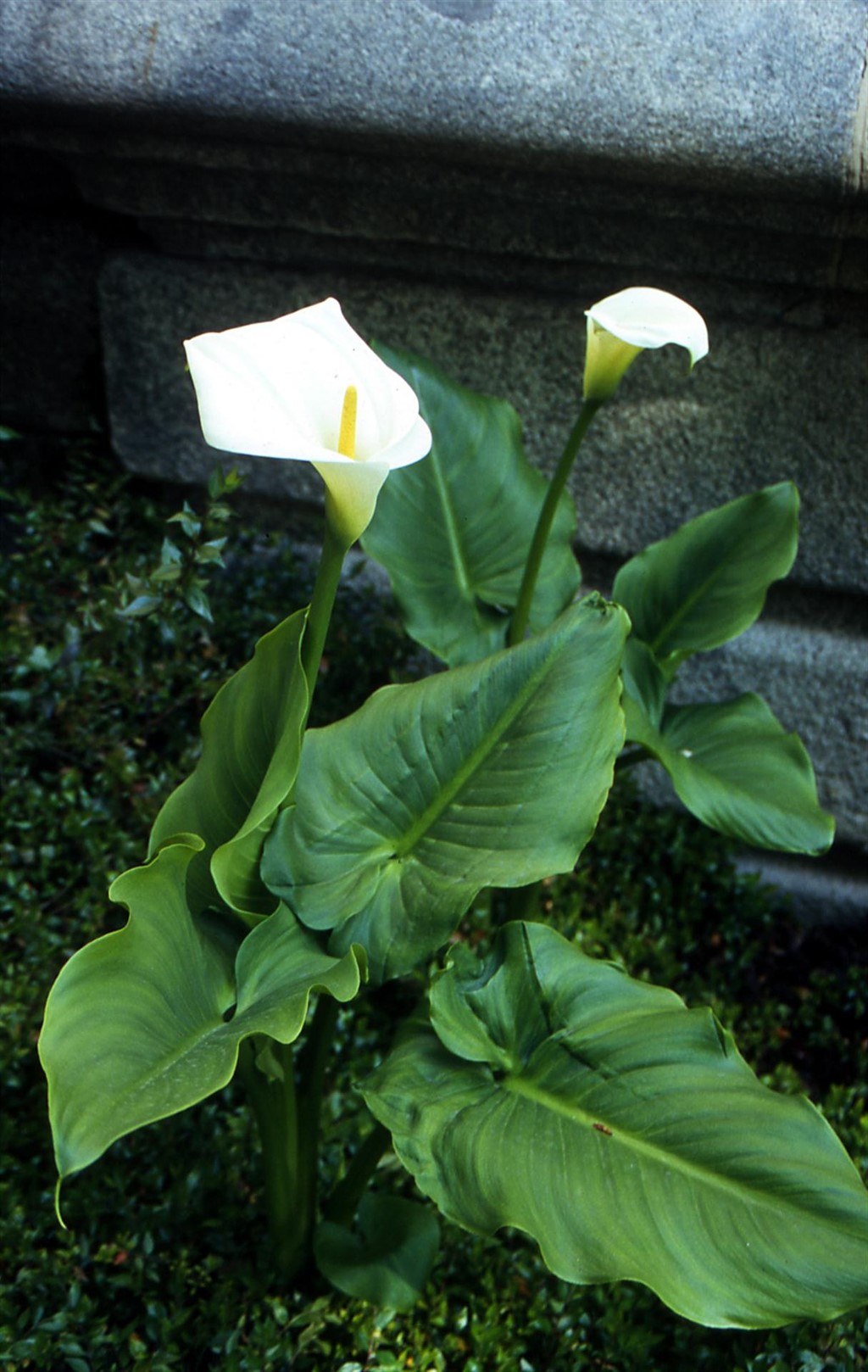 Calas para decorar el jardín