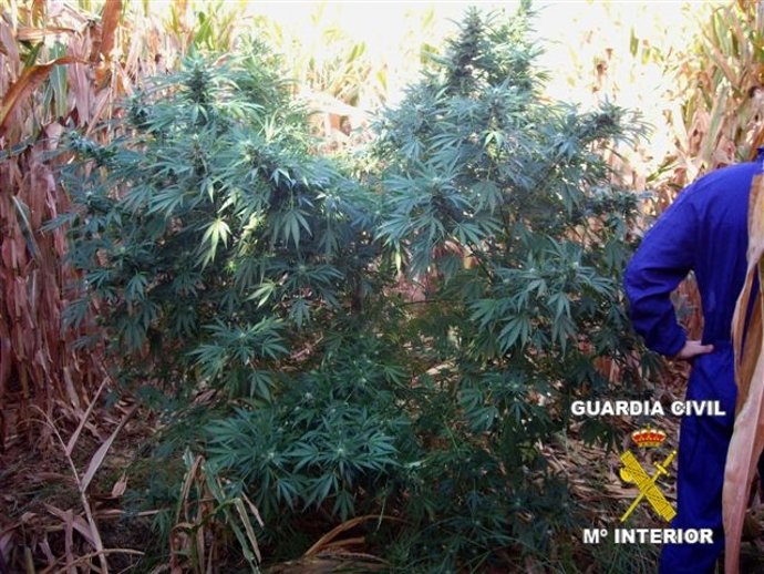 La Guardia Civil interviene tres plantaciones de marihuana en Los Santos, Valdelacalzada y Carmonita