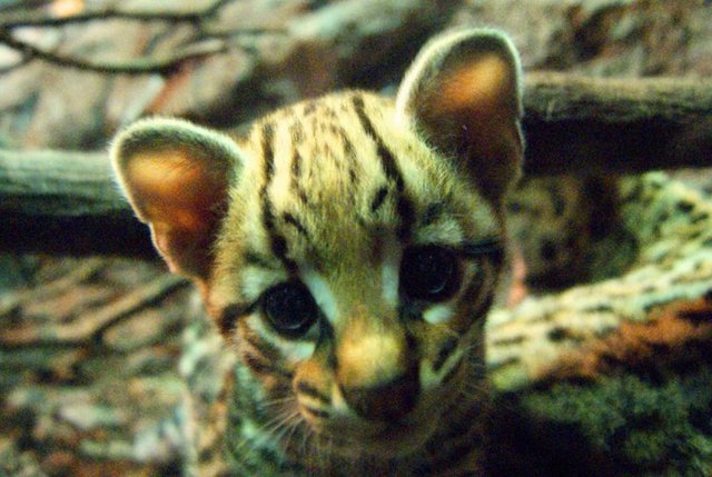 Nace una cría ocelote, felino amazónico, en Faunia