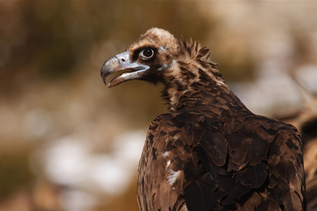 Desvelan el origen genético del cuello desplumado en algunas aves