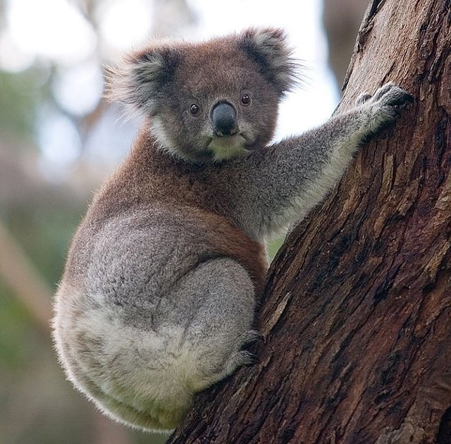 Fósiles de marsupiales primitivos muestran que fueron animales gregarios