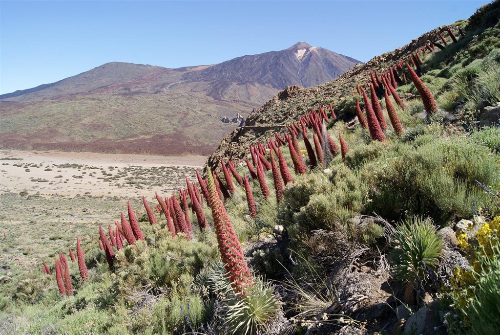 El tajinaste tiñe de rojo el Parque Nacional de El Teide