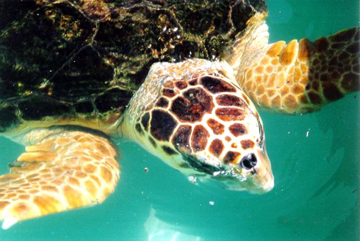 Descubren una especie de tortugas que se creía extinguida