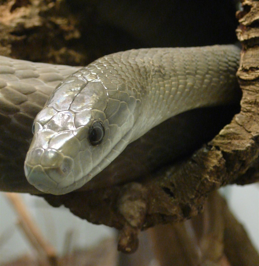 Dos toxinas del veneno de la serpiente mamba negra son tan potentes ...