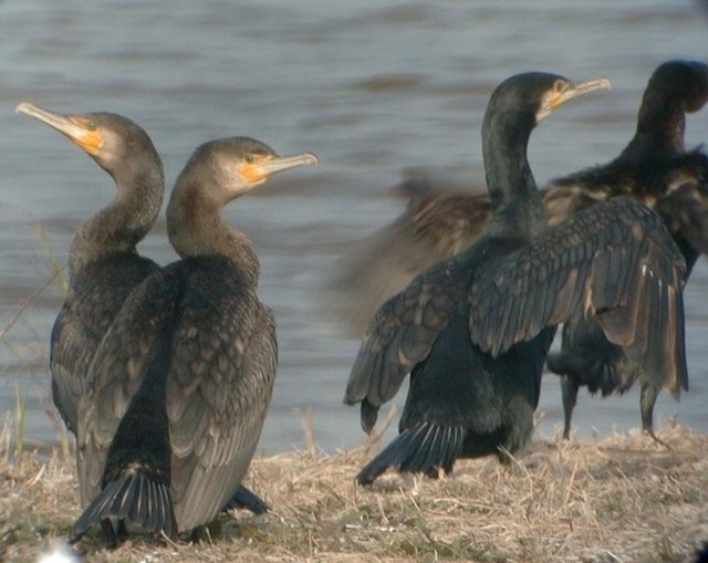 SEO/BirdLife censa la población de cormoranes en los 24 dormideros de ...