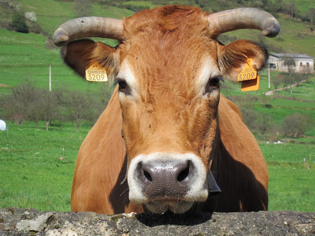 La asociación de criadores de rubia gallega contabiliza más de 65.000 ...