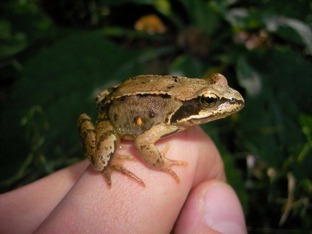 Tener ranas como mascotas podría asociarse a brotes de salmonela en niños