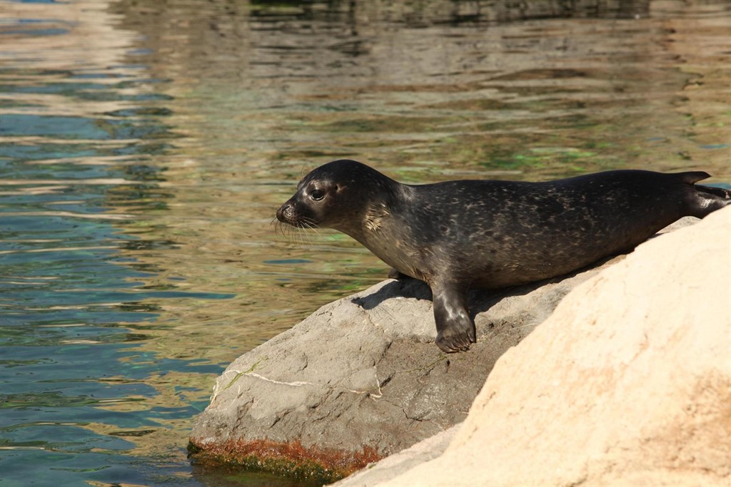 Los visitantes del Oceanogràfic pueden ver a la cría de foca en el ...