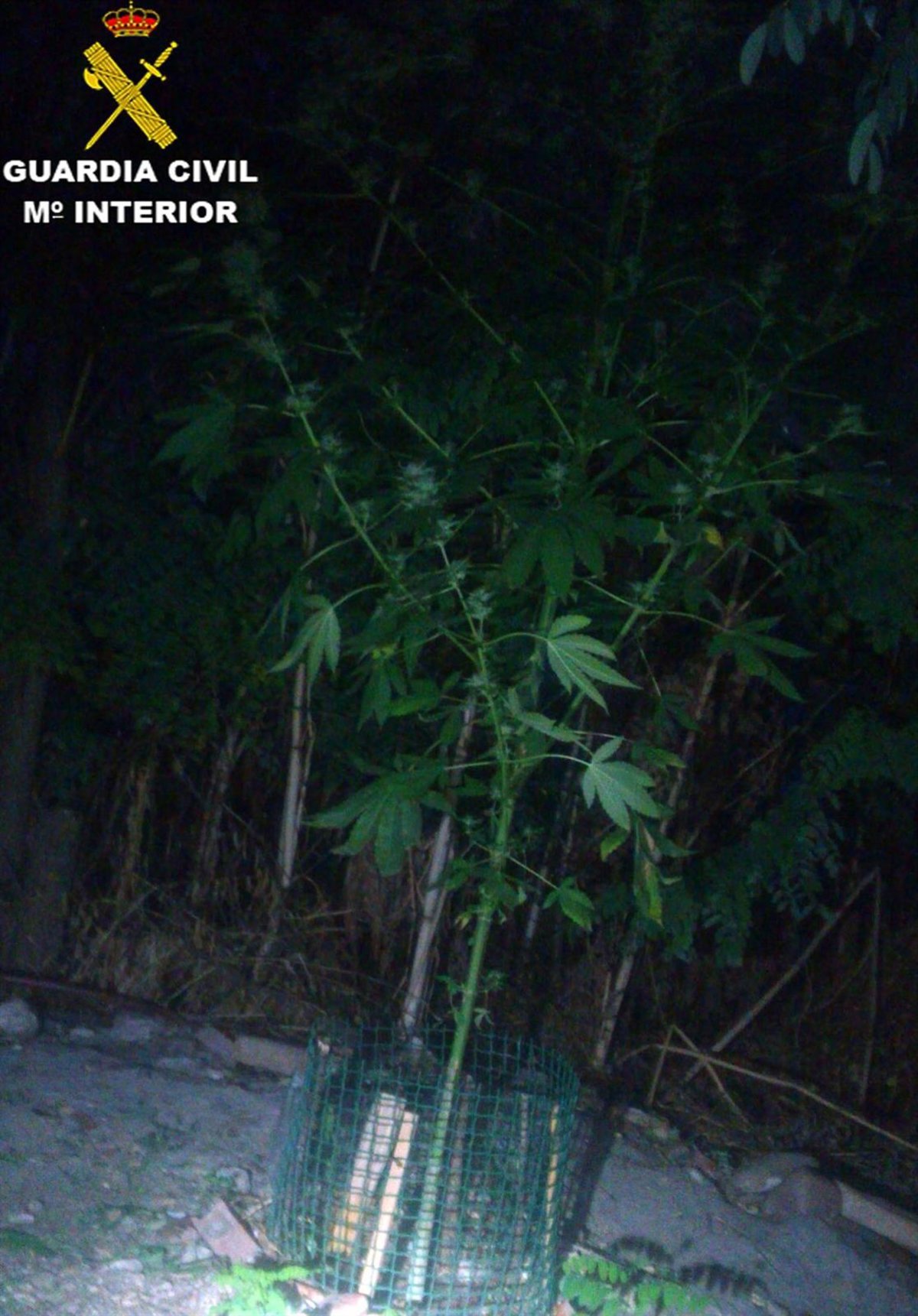 La Guardia Civil ha desmantelado este mes 9 plantaciones de marihuana en diez municipios de la ...