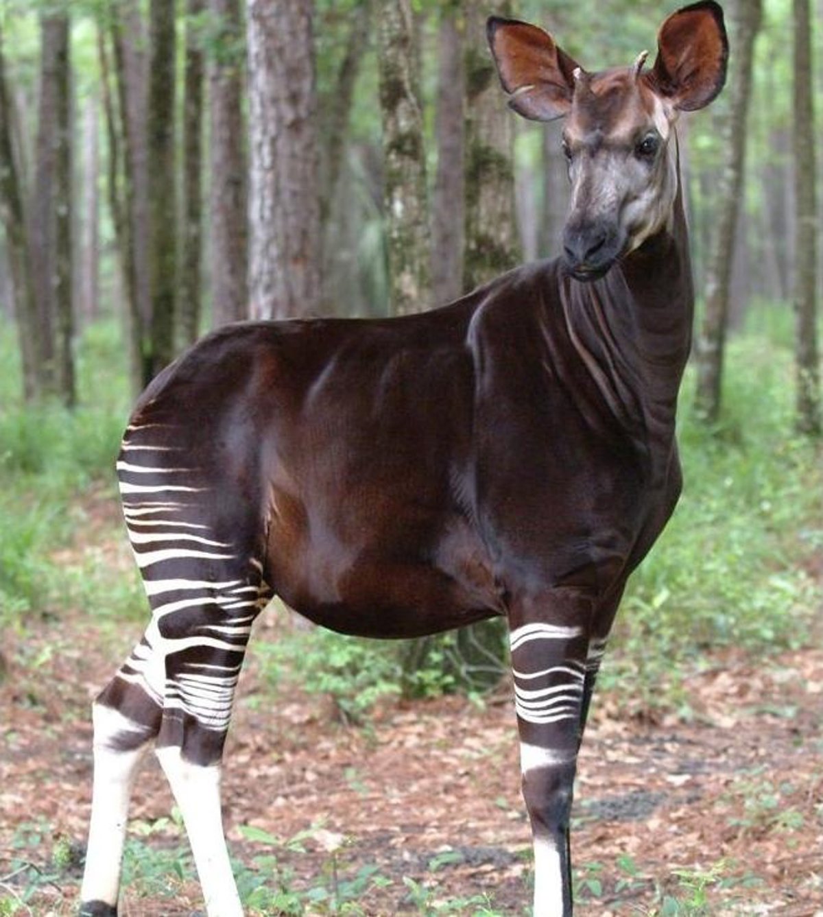 El Okapi, el símbolo nacional de RD Congo, ingresa en la lista de ...