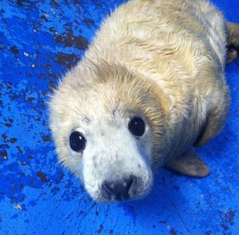 Nace una foca gris en el Zoo Aquarium de Madrid