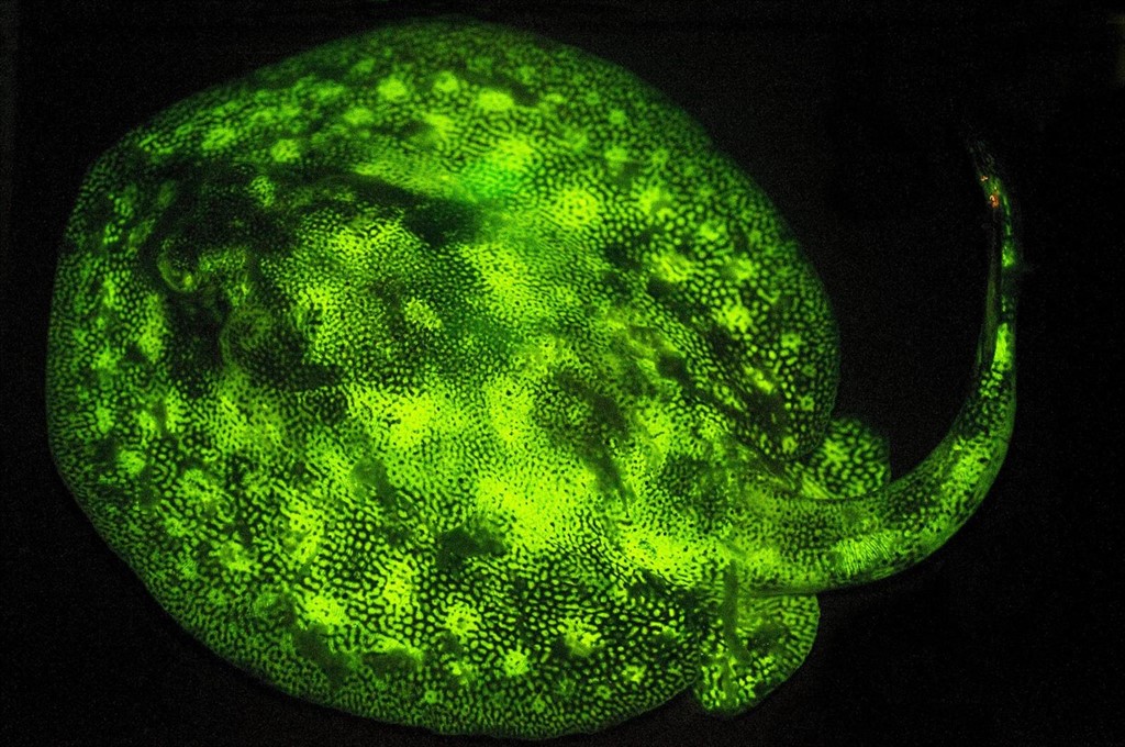 Descubren 180 especies de peces biofluorescentes