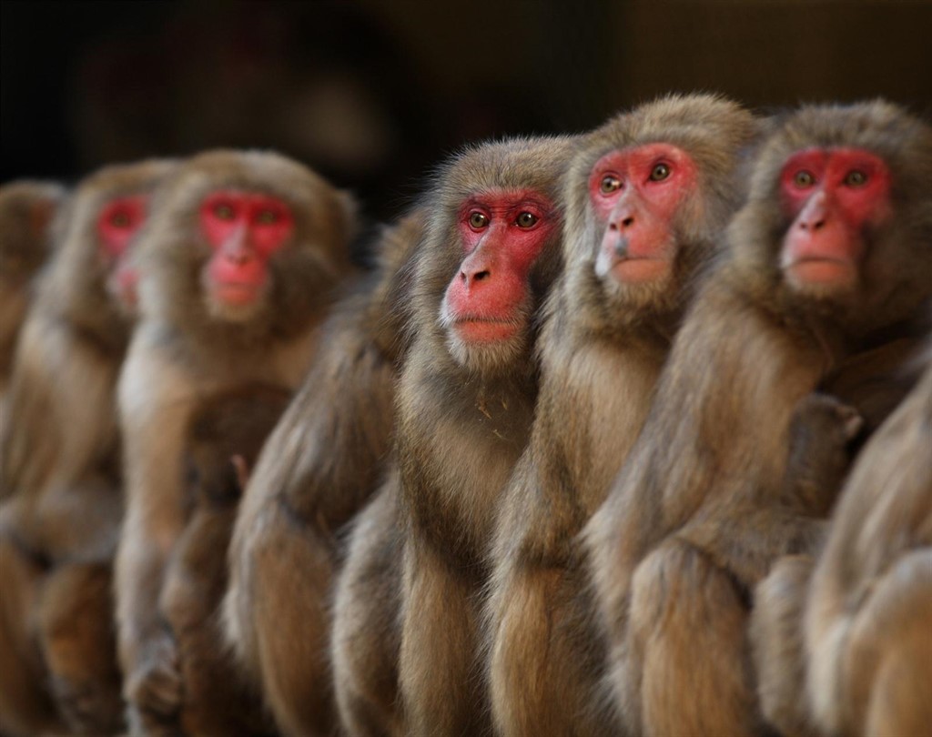 Logran crear monos transgénicos mutantes que podrían ayudar a curar ...