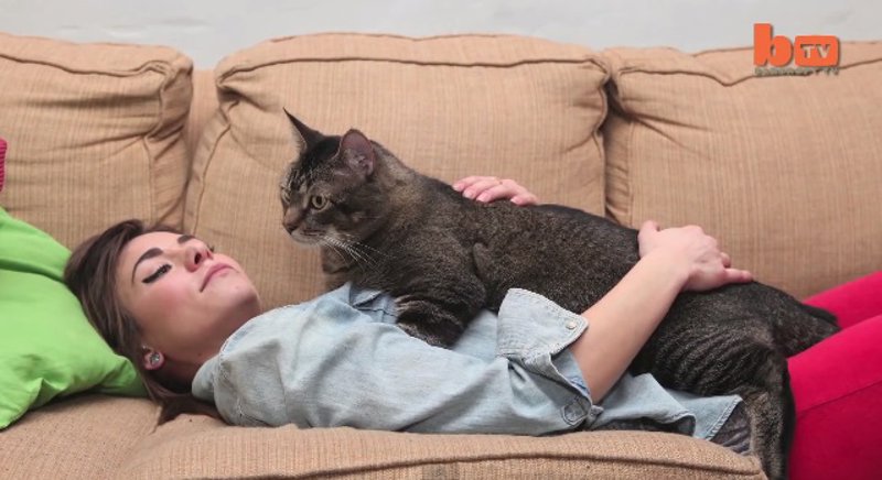 La historia de Pickles, el Gatosaurio Rex