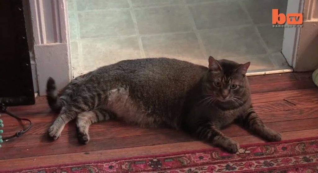 La historia de Pickles, el Gatosaurio Rex