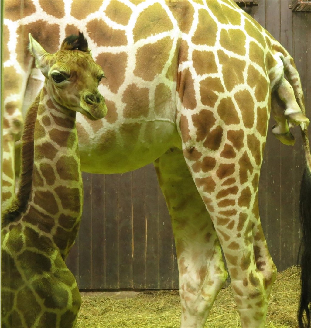 Nace en el Zoo la segunda cría de jirafa en menos de una semana