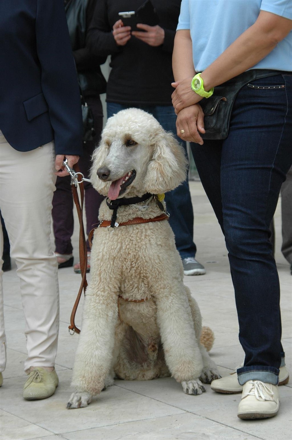 El primer caniche gigante que es perro lazarillo vive en Lleida