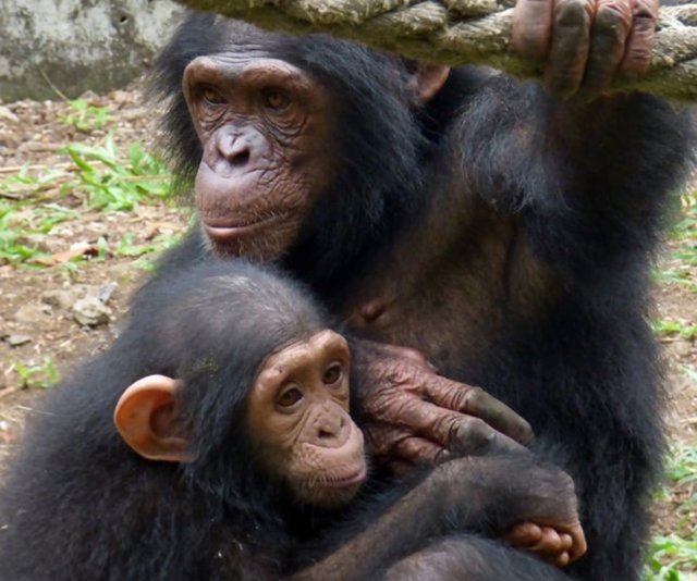 Proyecto Gran Simio alerta en el Congreso de que la especie podría ...