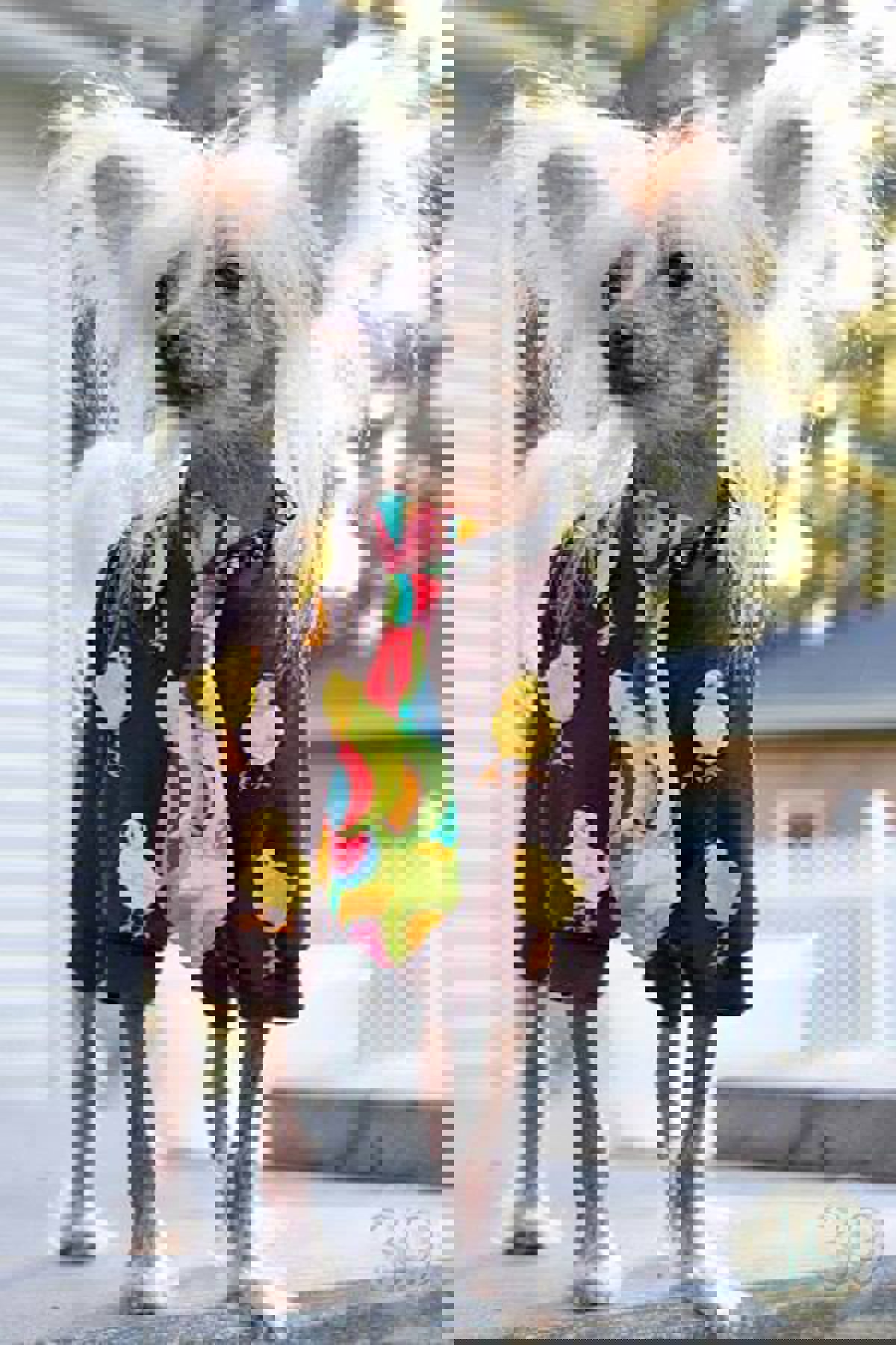 Nathan, el perro con smoking más bailongo de todos los tiempos