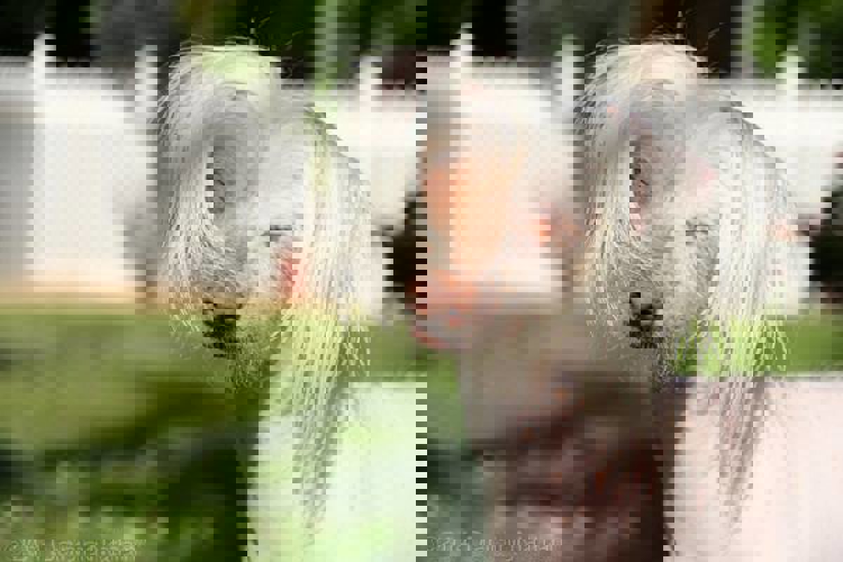 Nathan, el perro con smoking más bailongo de todos los tiempos