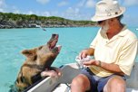 Pig Beach: La playa con cerdos nadadores existe y está en las Bahamas
