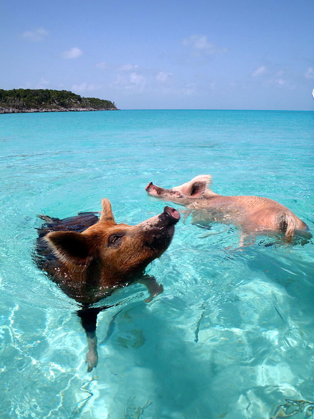 Pig Beach: La playa con cerdos nadadores existe y está en las Bahamas