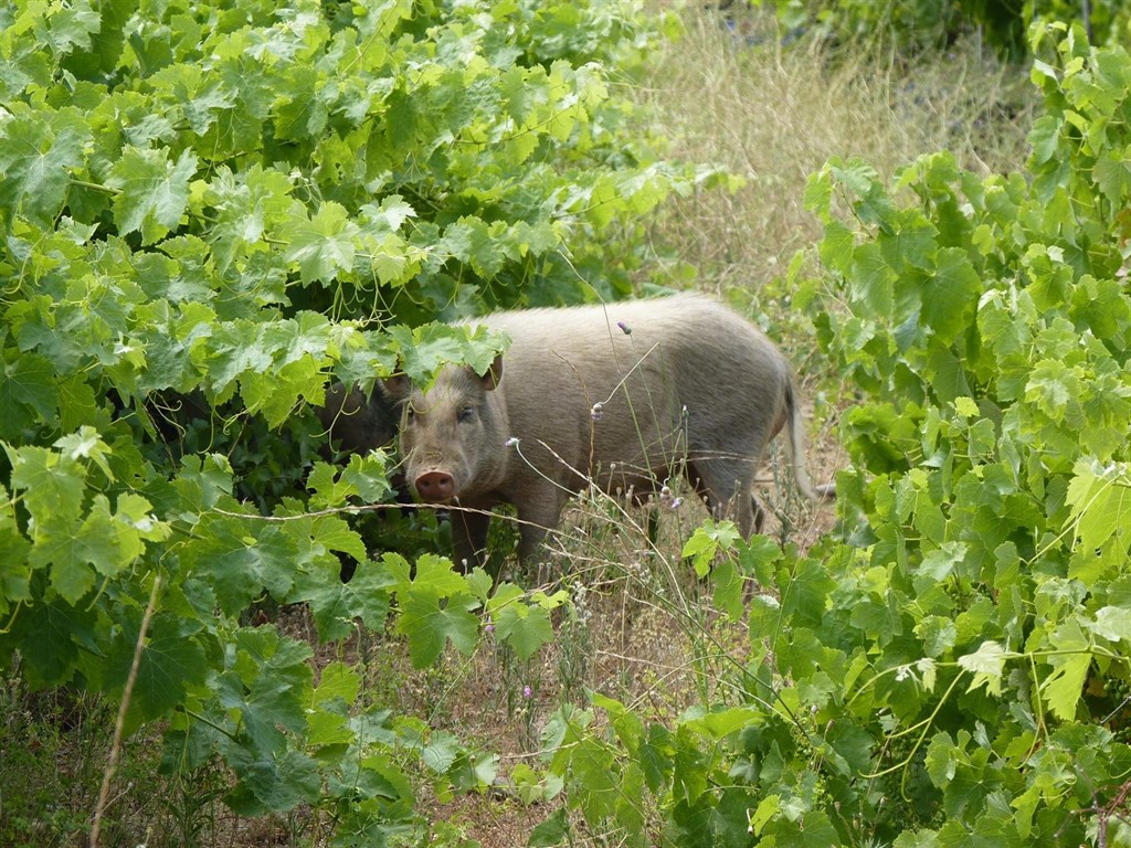 Capturan 11 ejemplares híbridos de cerdos vietnamita y jabalí en el Priorat
