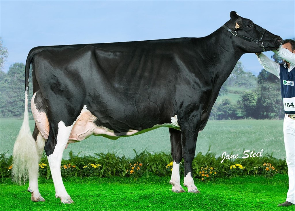 Una vaca frisona cántabra produce de media 9.000 kilos de leche por ...