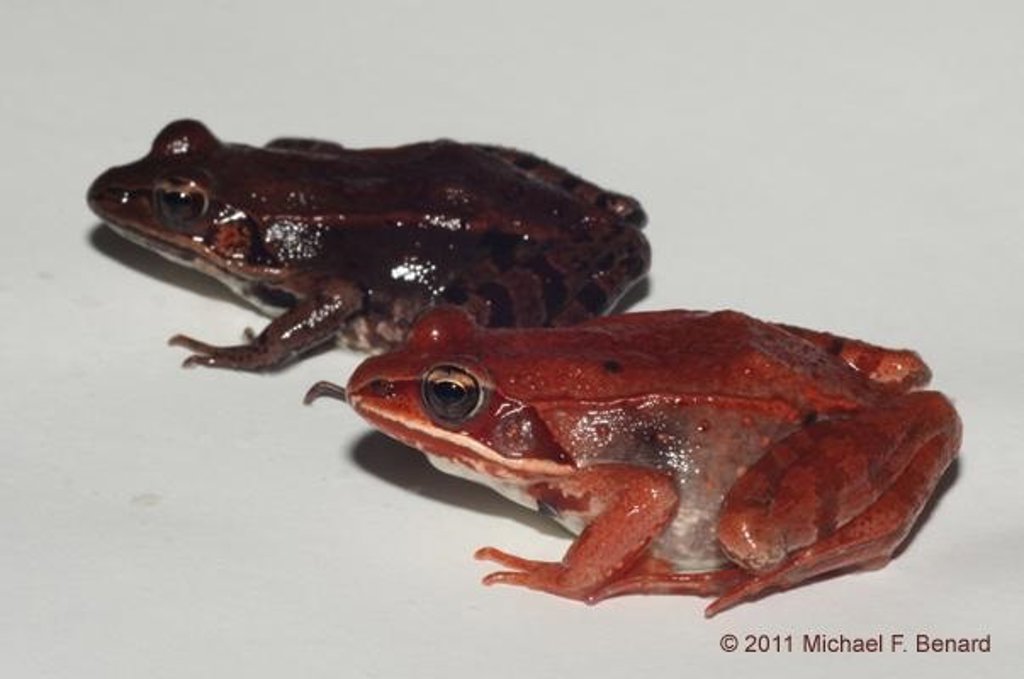 Las ranas adelantan su reproducción por el cambio climático