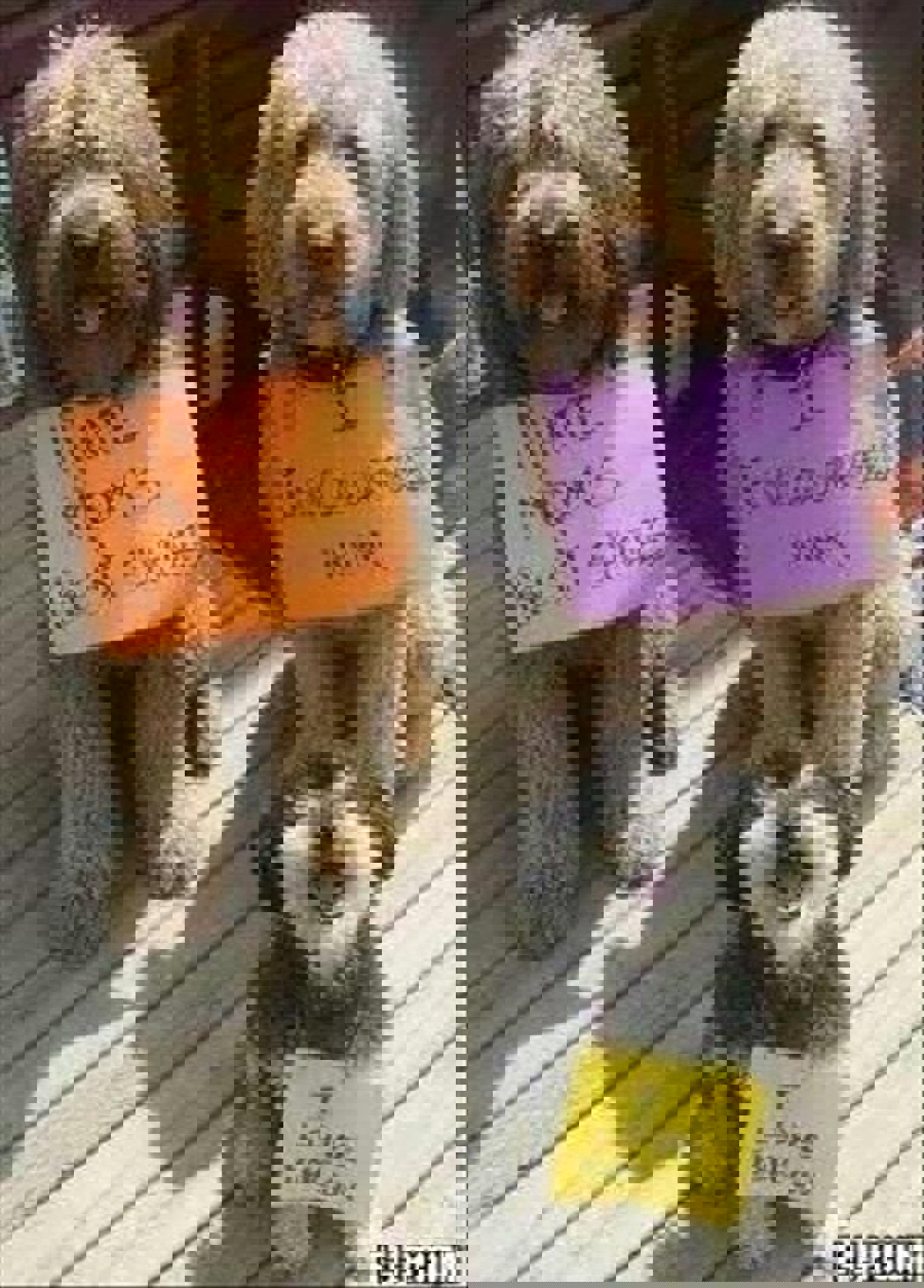 15 de las confesiones de perros culpables más hilarantes de Internet