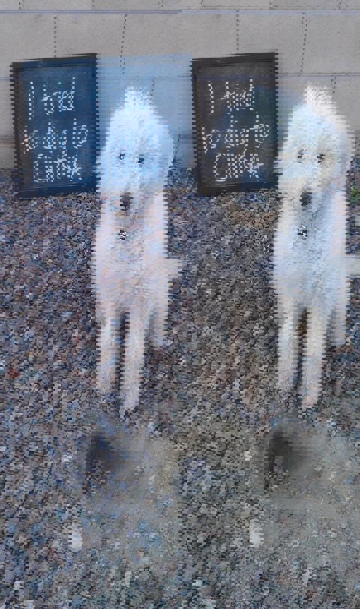 15 de las confesiones de perros culpables más hilarantes de Internet