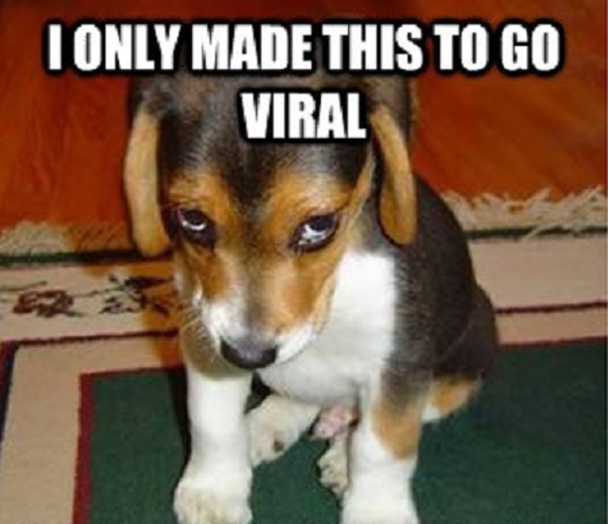 15 de las confesiones de perros culpables más hilarantes de Internet