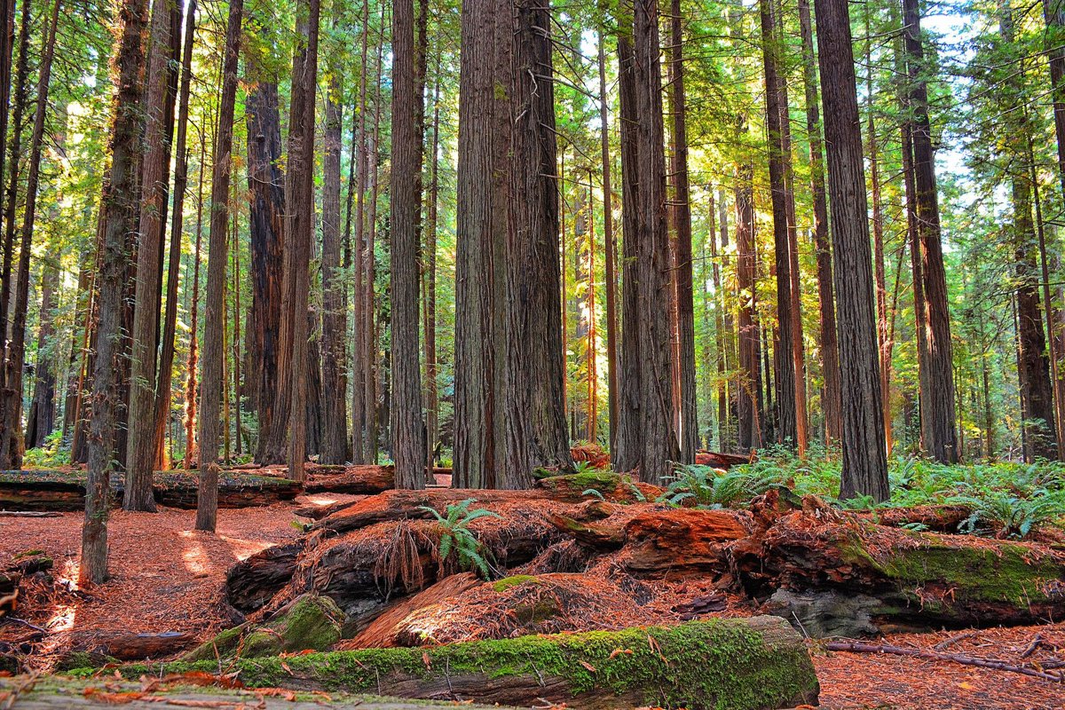 Los bosques más bonitos del mundo
