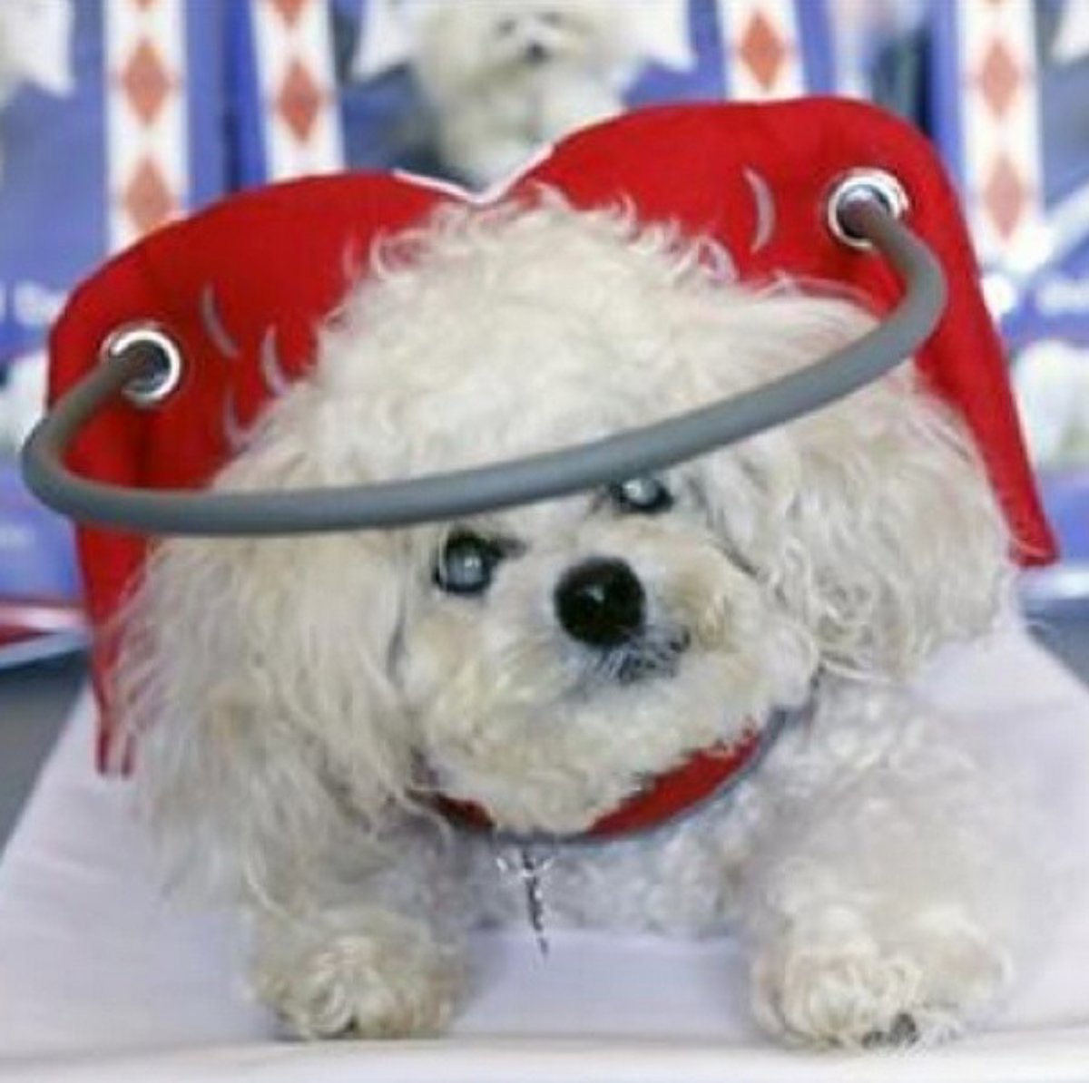 ¿Sabes que es Muffin's Halo? Es el mejor invento para guiar a perros ciegos