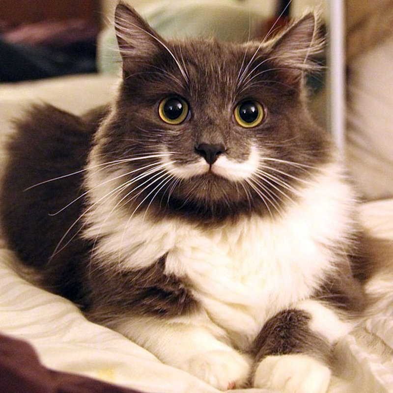 10 gatos que tienen más followers que tú en Instagram